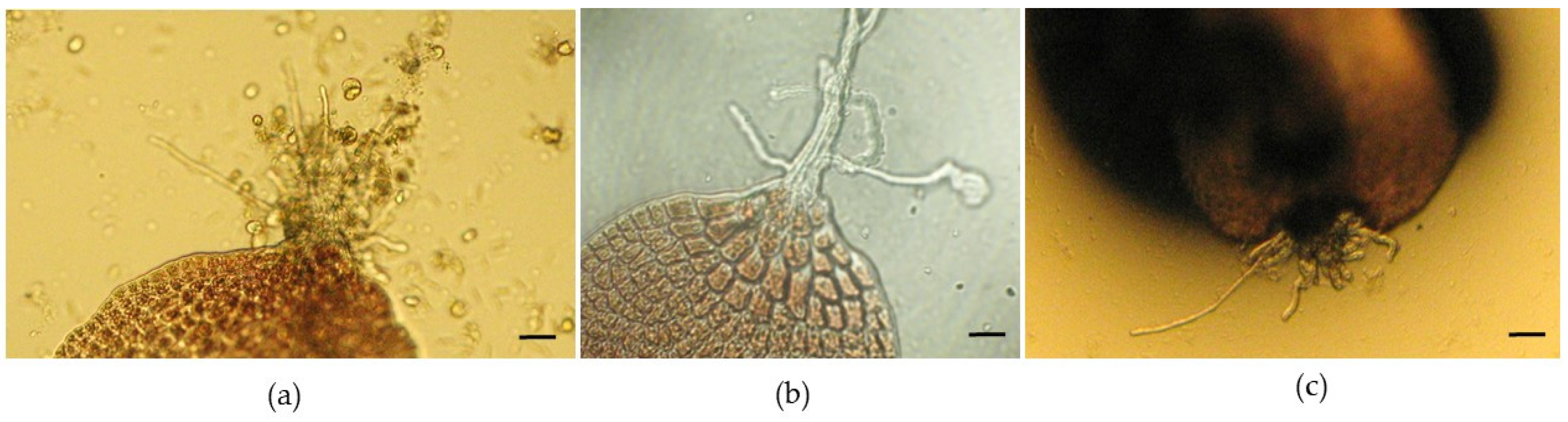 Neutral Spores—An Easier Way to Cultivate Pyropia leucosticta (Thuret ...