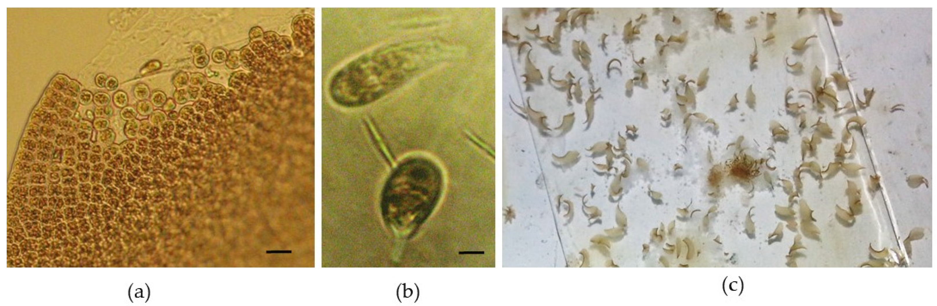 Neutral Spores—An Easier Way to Cultivate Pyropia leucosticta (Thuret ...