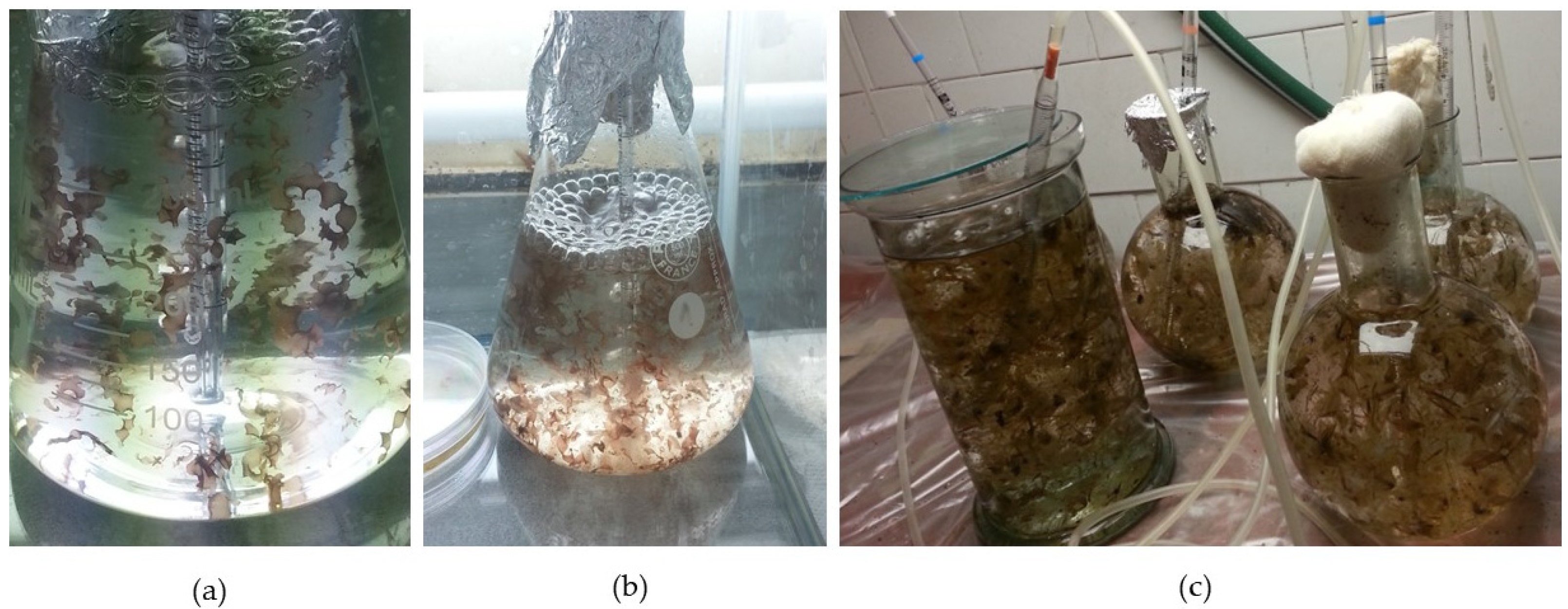 Neutral Spores—An Easier Way to Cultivate Pyropia leucosticta (Thuret ...