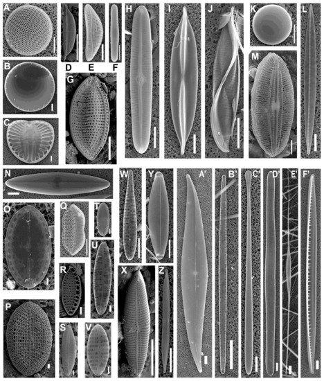 Taxonomic Structure and Diversity of Benthic Diatoms (Bacillariophyta ...
