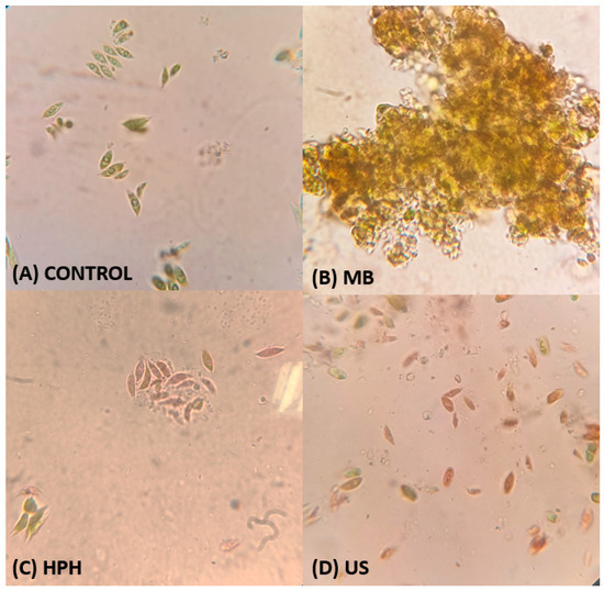 Phycology | Free Full-Text | Evaluation of Cell Rupture Techniques for ...