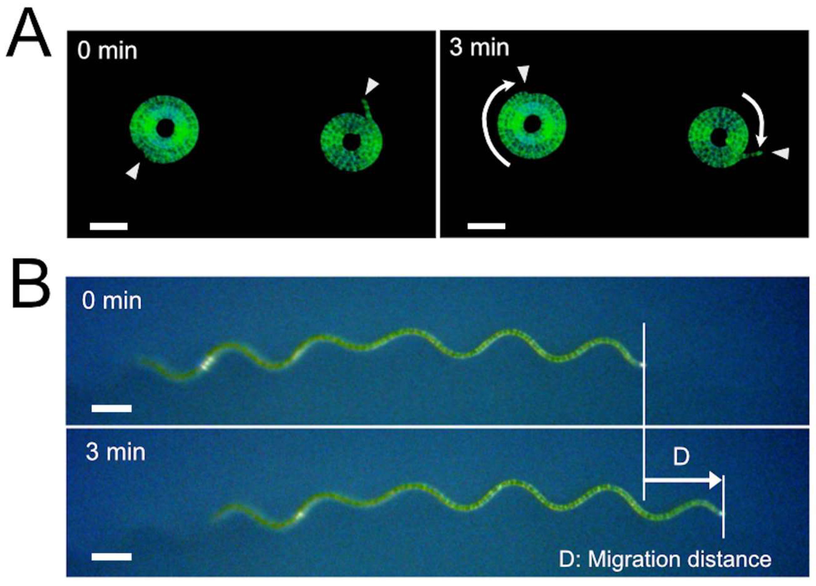 Helicoid Morphology of Arthrospira platensis NIES-39 Confers ...