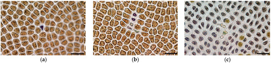 Macroalgal Diseases: Exploring Biology, Pathogenesis, and Management ...