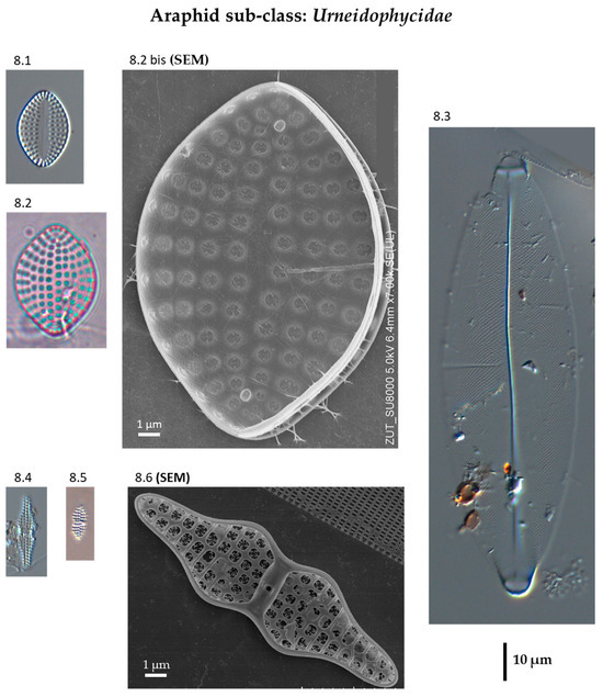 Impact of Blue Haslea spp. Blooms on Benthic Diatom and Bacterial ...
