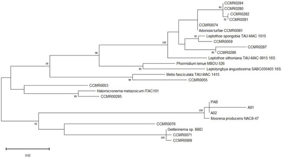 Chemical Diversity of Marine Filamentous Benthic Cyanobacteria