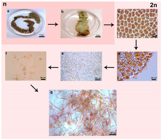 Photobiological and Biochemical Characterization of Conchocelis and ...