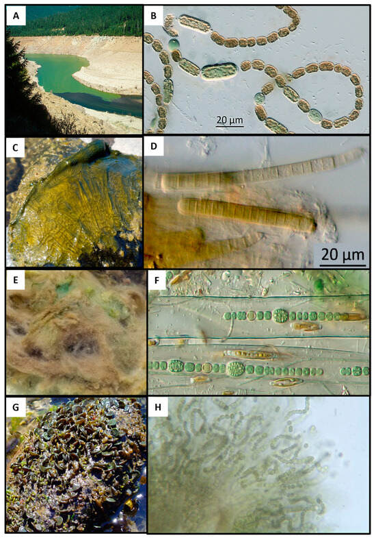 Reservoir and Riverine Sources of Cyanotoxins in Oregon’s Cascade Range ...