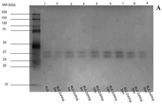 Physchem | Free Full-Text | Irradiation of ZnPPIX Complexed with Bovine ...