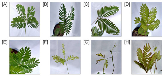 Physiological Performance of Mimosa pudica L. under Different Light ...