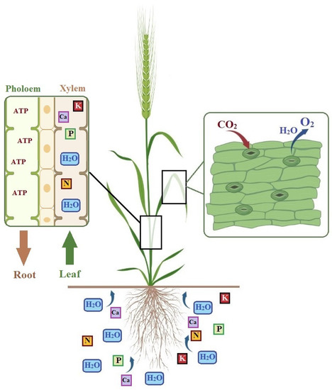 Drought Stress Tolerance in Plants: Interplay of Molecular, Biochemical ...