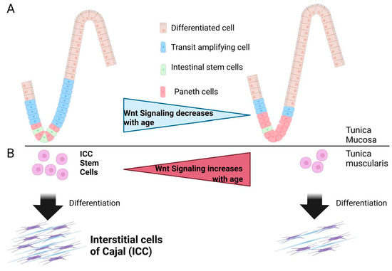 Wnt Signaling in the Gastrointestinal Tract in Health and Disease