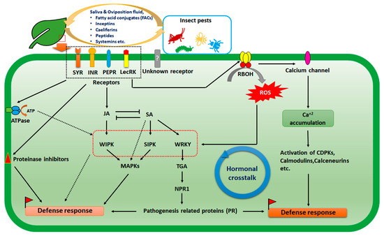 Linking Phyllosphere and Rhizosphere Microbiome to the Plant–Insect ...