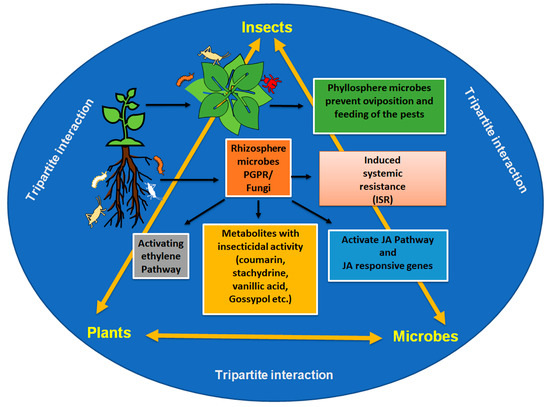 Linking Phyllosphere and Rhizosphere Microbiome to the Plant–Insect Interplay: The New Dimension ...