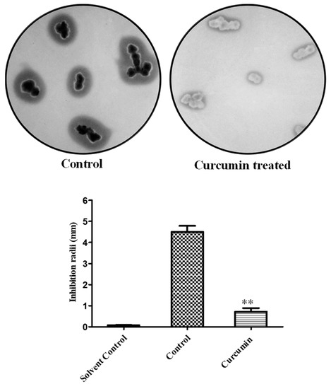 Physiologia | Free Full-Text | Curcumin Epigenetically Represses ...