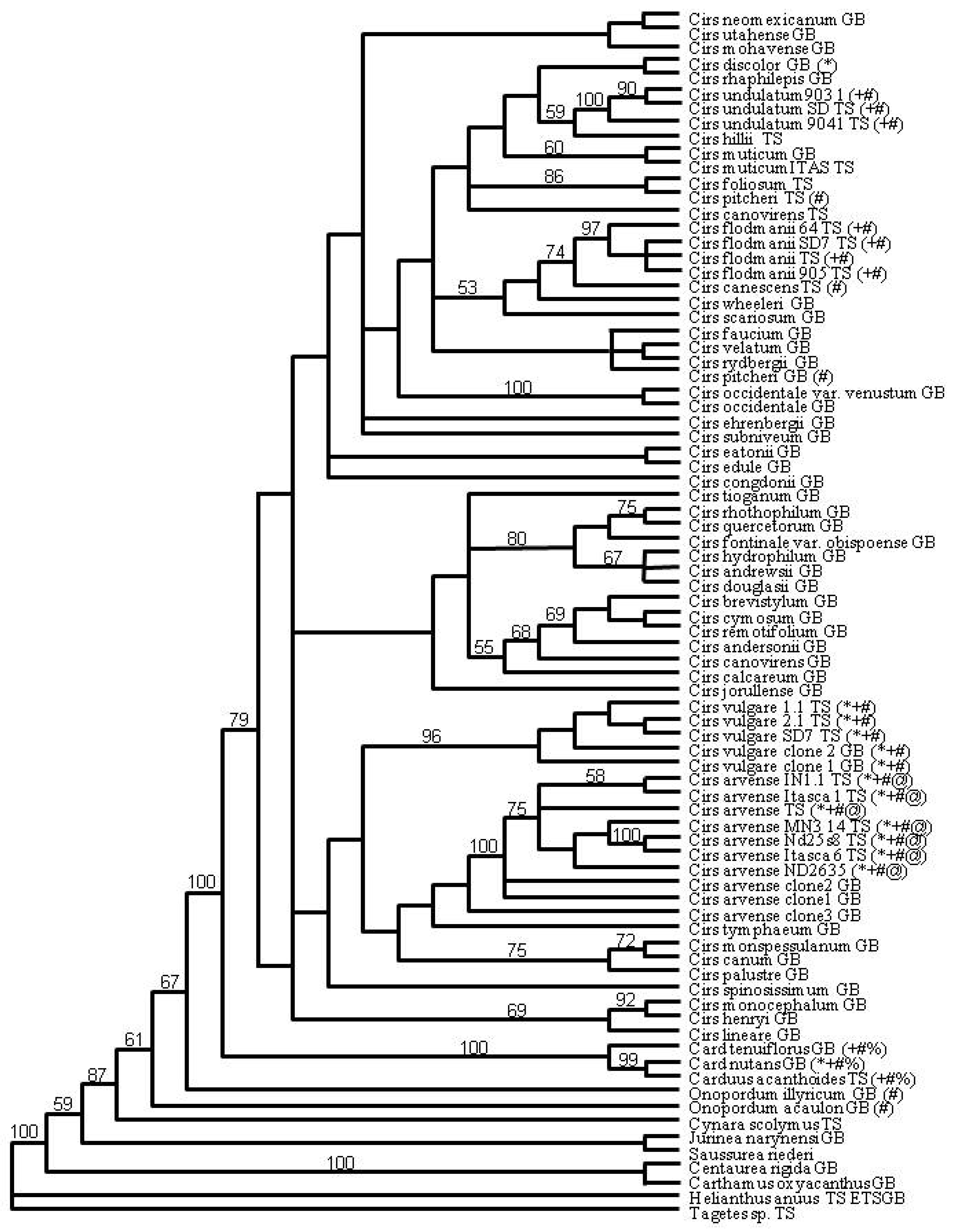 Phylogenetic Tree Of Plants