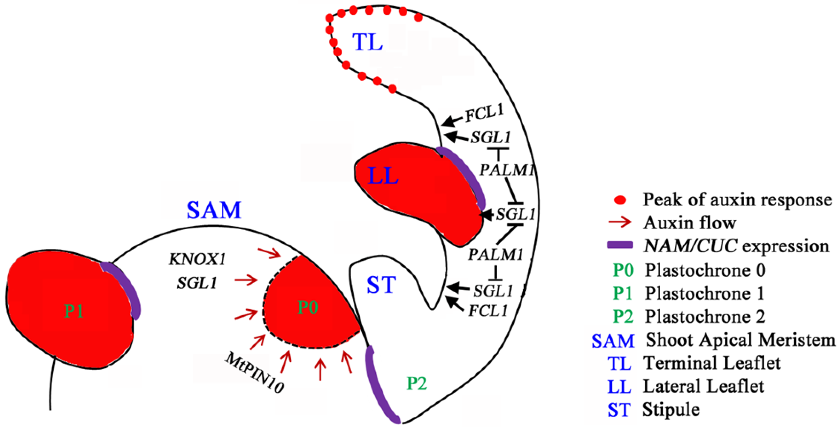 Regulation of Compound Leaf Development