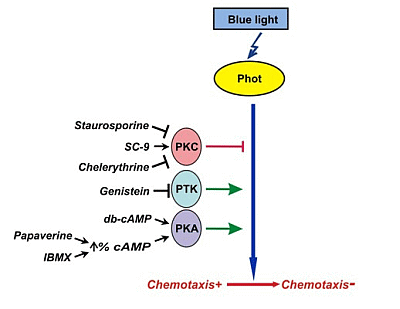 Plants | Special Issue : Plant Light Signalling