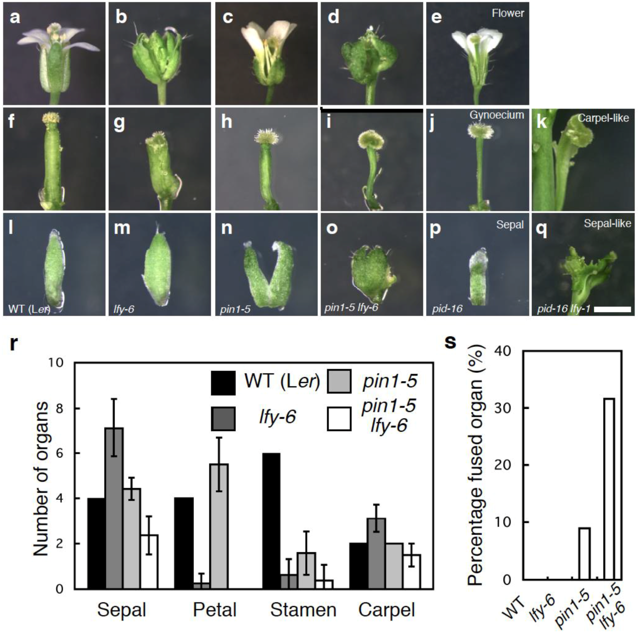 LEAFY and Polar Auxin Transport Coordinately Regulate Arabidopsis ...