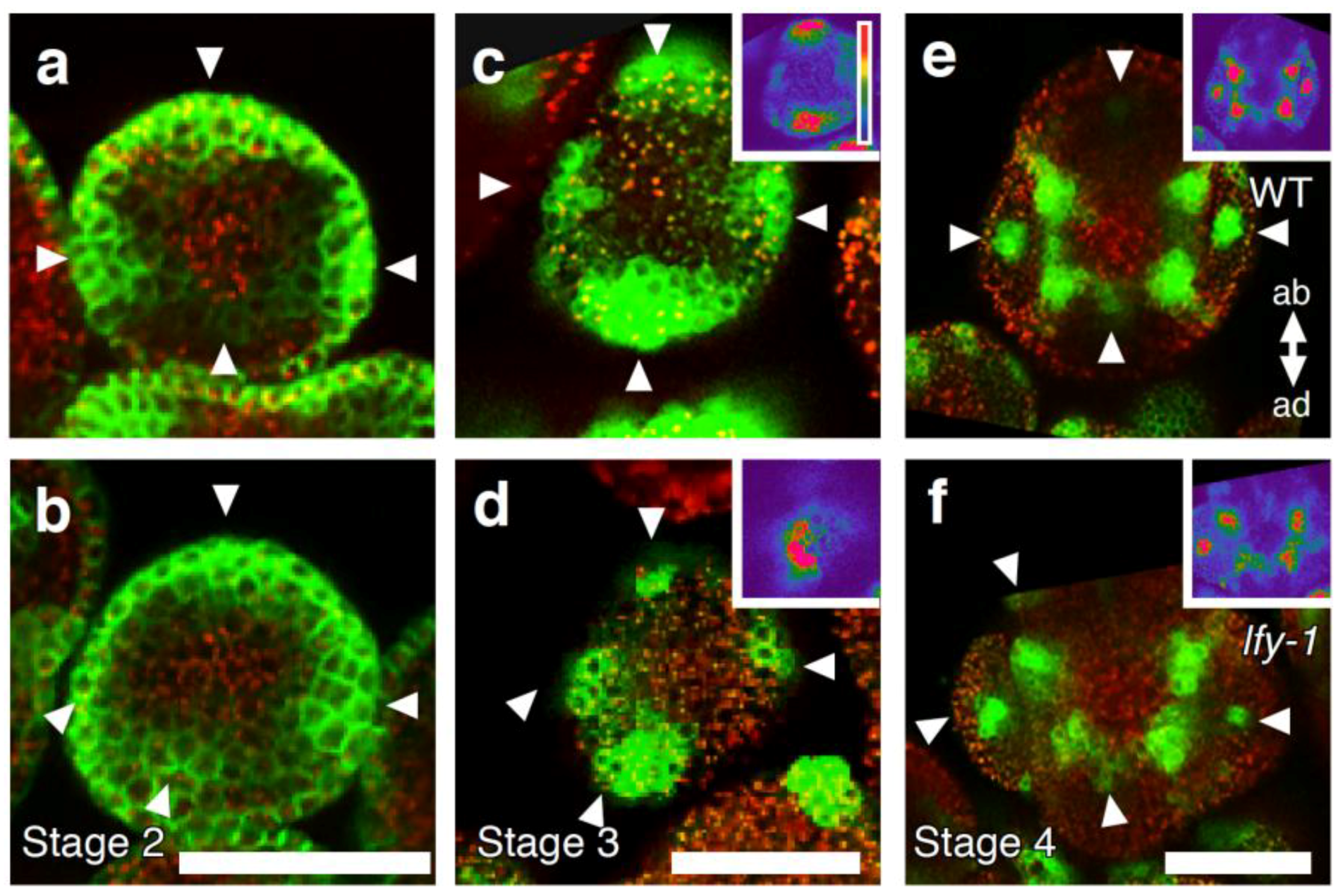 LEAFY and Polar Auxin Transport Coordinately Regulate Arabidopsis ...