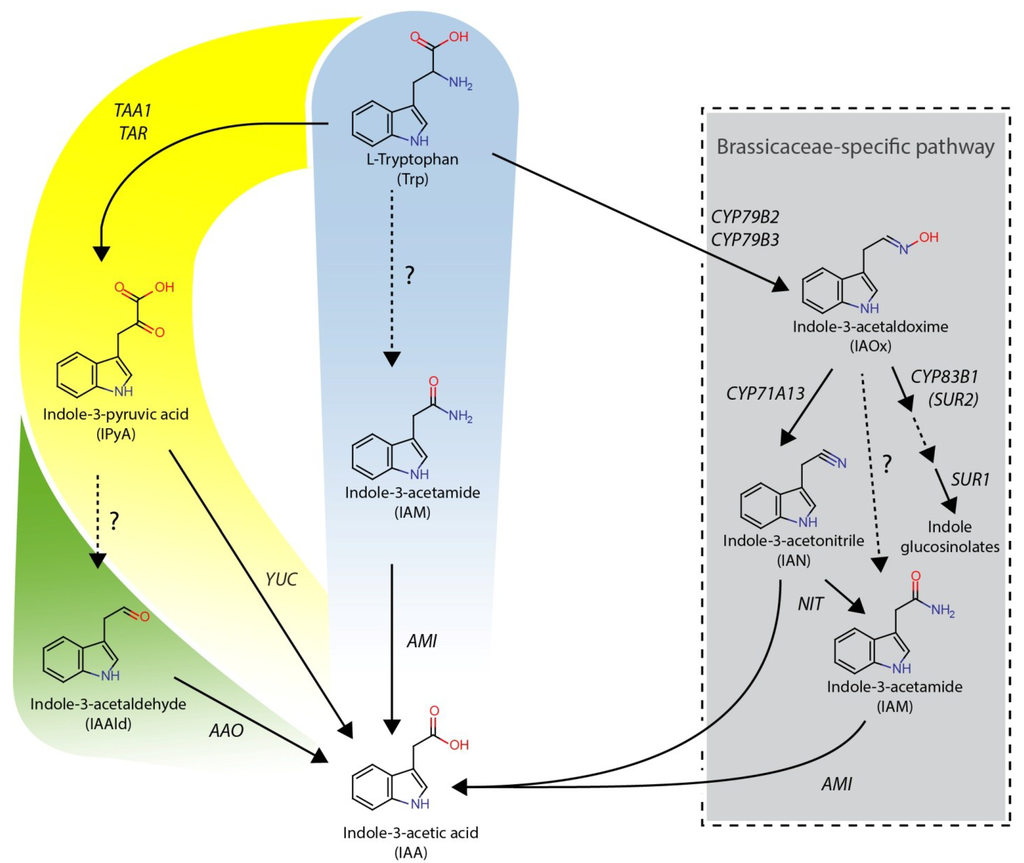 Characterization of Four Bifunctional Plant IAM/PAM-Amidohydrolases ...