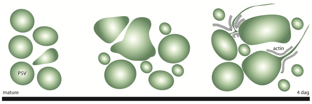 Plants | Free Full-Text | Live Cell Imaging During Germination Reveals ...