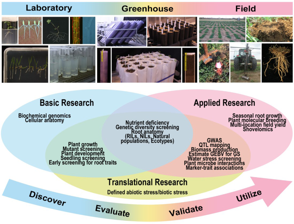Root Traits and Phenotyping Strategies for Plant Improvement