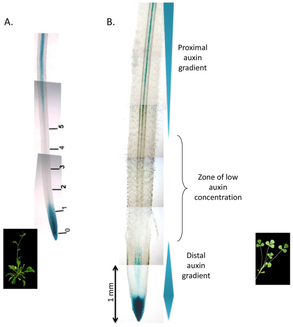 Plants | Special Issue : Plant Root Development