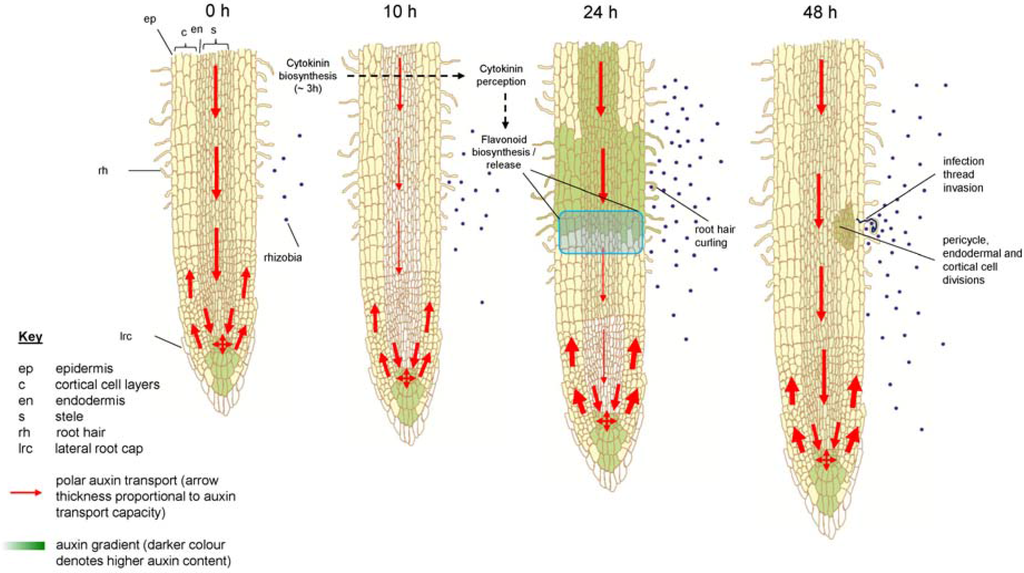 The Control of Auxin Transport in Parasitic and Symbiotic Root–Microbe ...