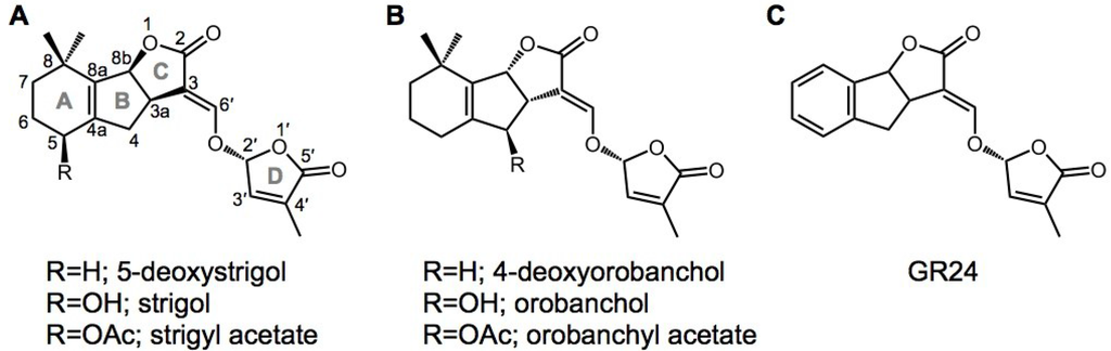 Possible Roles of Strigolactones during Leaf Senescence