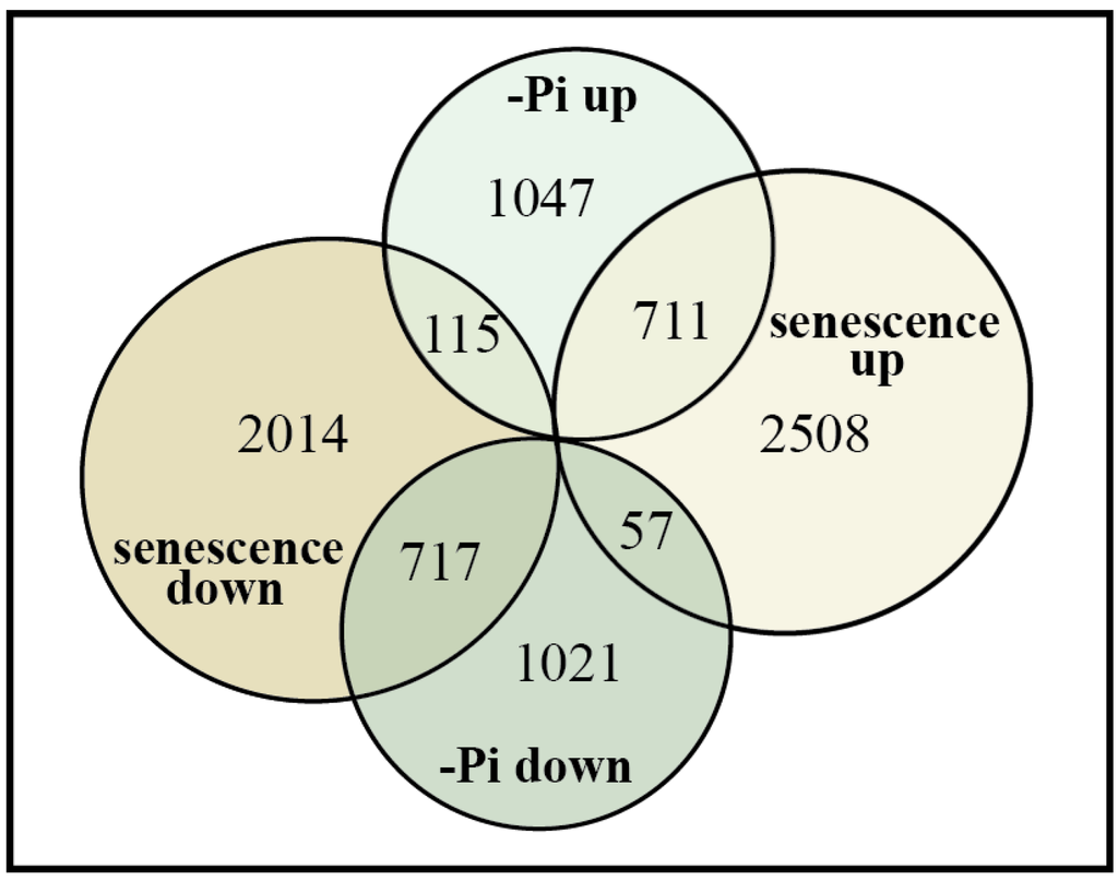 Molecular Mechanisms of Phosphorus Metabolism and Transport during Leaf ...