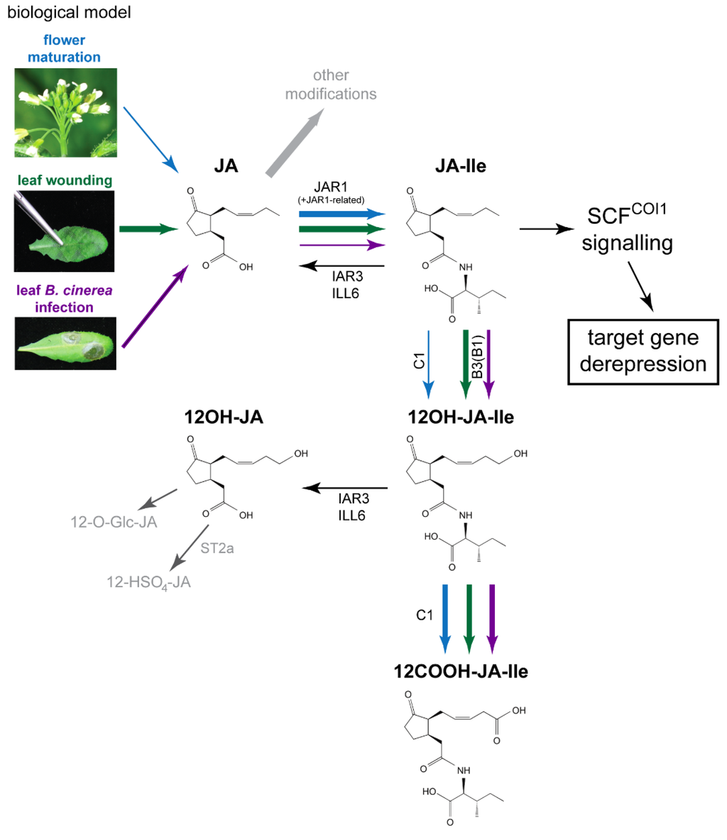 Plants | Free Full-Text | Dynamics of Jasmonate Metabolism upon ...