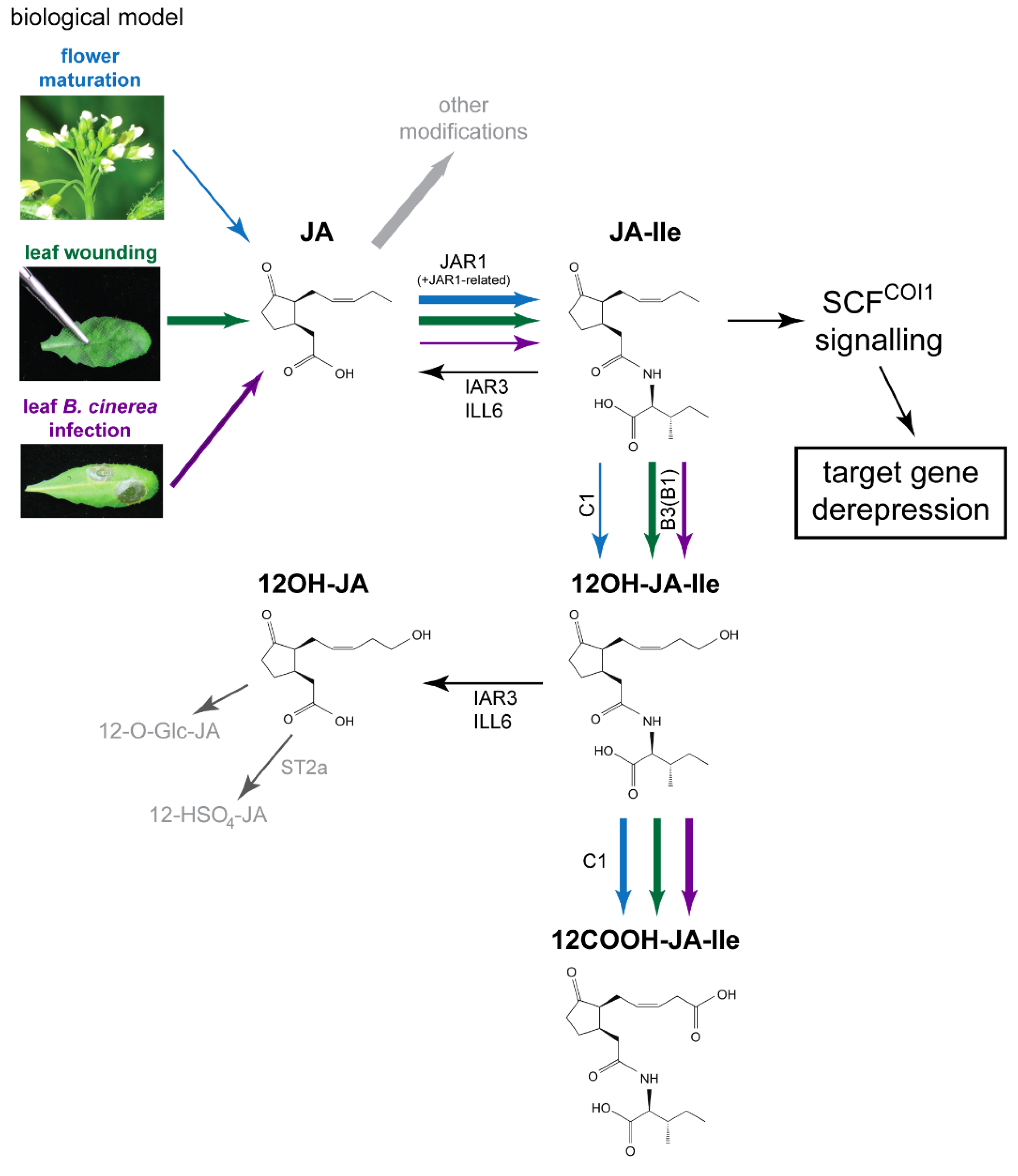 Plants | Free Full-Text | Dynamics of Jasmonate Metabolism upon ... Plants | Free Full-Text | Dynamics of Jasmonate Metabolism upon ...