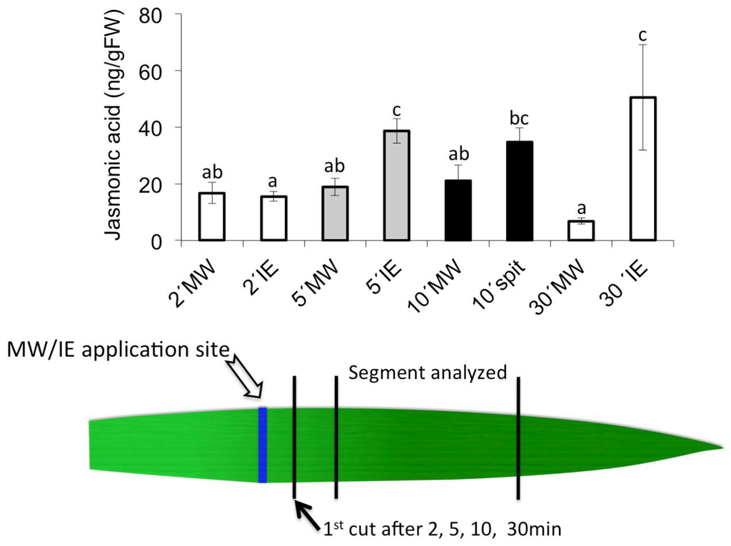 Plants | Special Issue : The Jasmonate Pathway