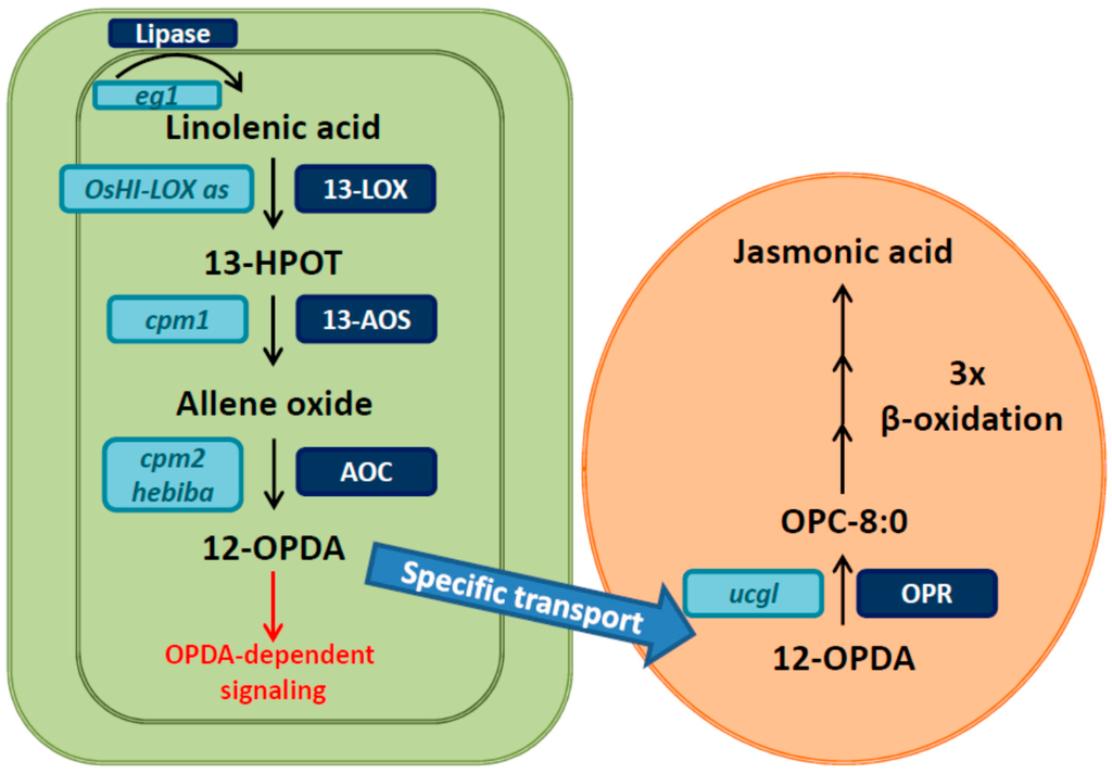 Plants | Special Issue : The Jasmonate Pathway