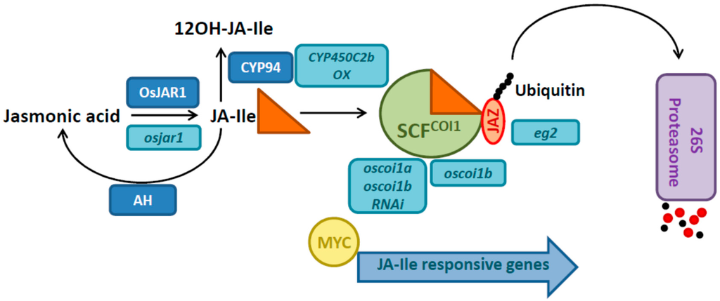 Plants | Special Issue : The Jasmonate Pathway