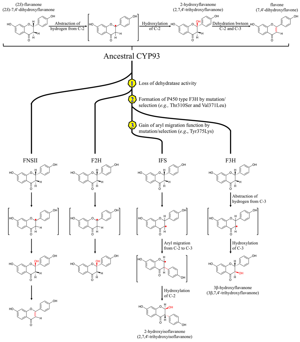 Flavones: From Biosynthesis to Health Benefits