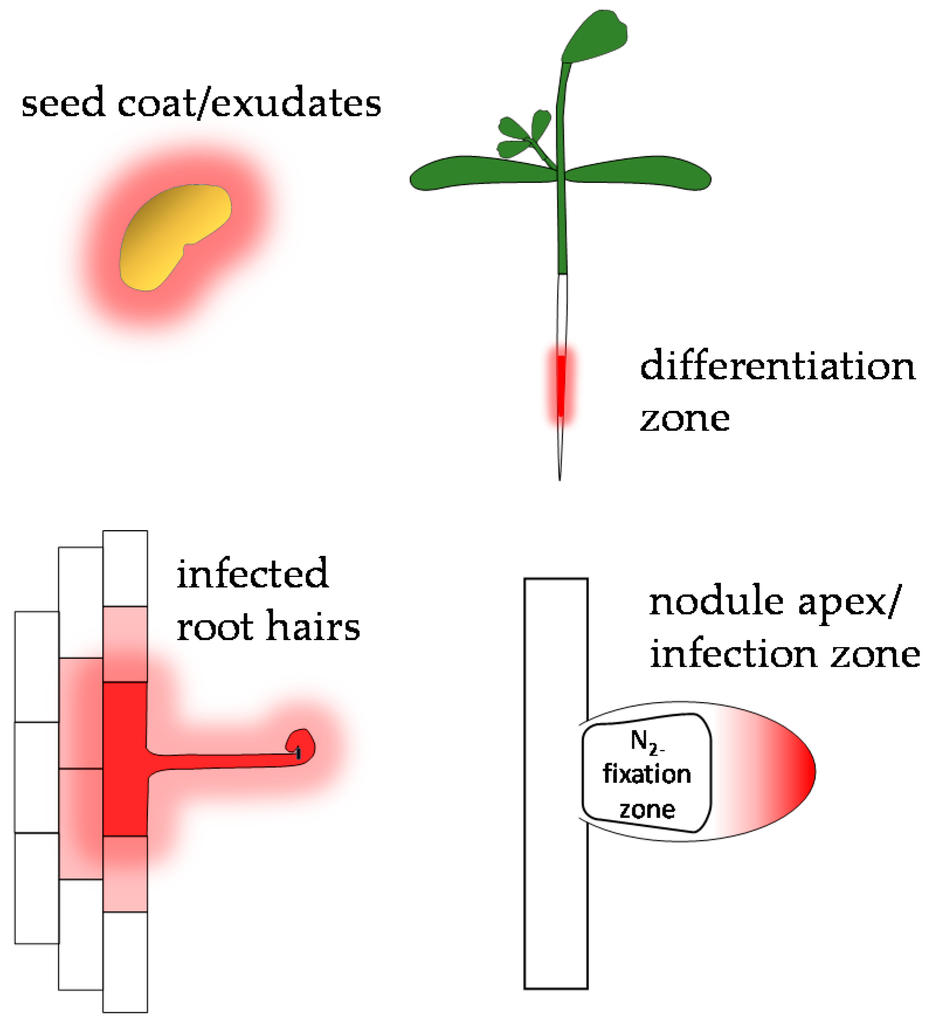 Plants Special Issue Plant Flavonoids