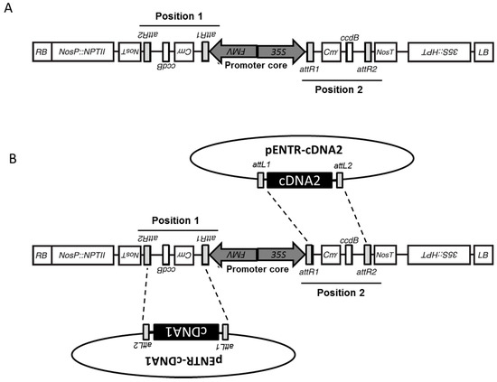 Development of pGEMINI, a Plant Gateway Destination Vector Allowing the ...