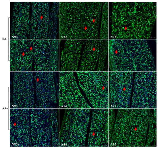 TUNEL Assay and DAPI Staining Revealed Few Alterations of Cellular ...