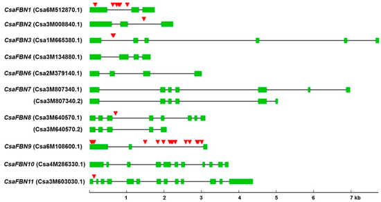 Genome-Wide Identification and Expression Analyses of the Fibrillin ...