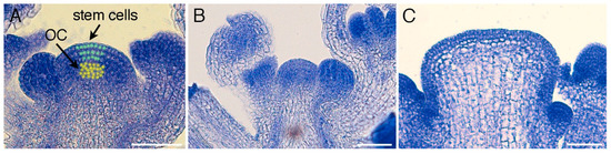 The CLV-WUS Stem Cell Signaling Pathway: A Roadmap to Crop Yield ...