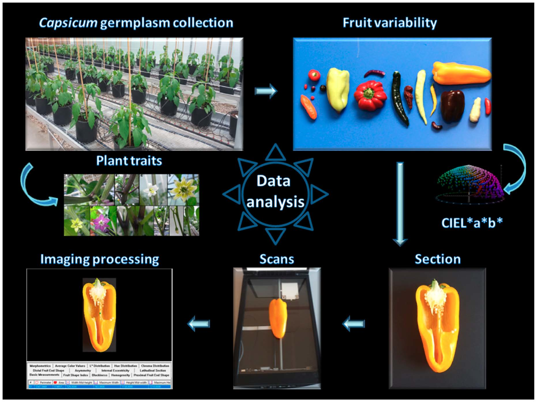 Plants | Free Full-Text | Large Scale Phenotyping Provides Insight into the Diversity of ...