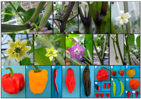 Large Scale Phenotyping Provides Insight into the Diversity of ...