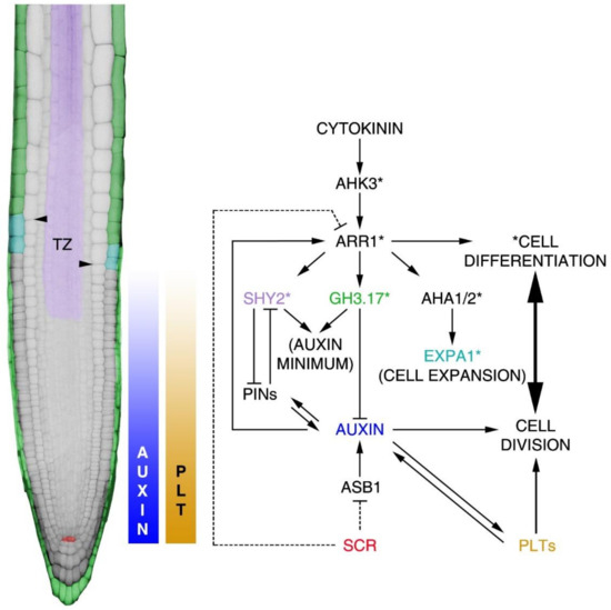 Patterning the Axes: A Lesson from the Root