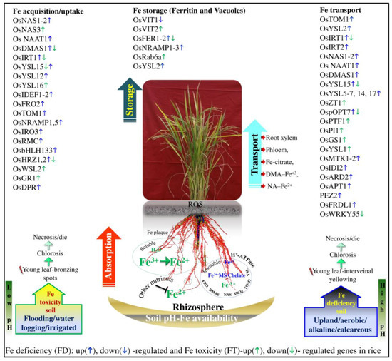 Plants | An Open Access Journal from MDPI