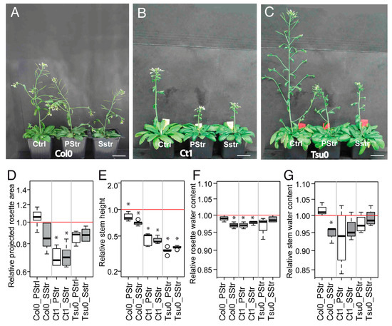 Arabidopsis Natural Accessions Display Adaptations in Inflorescence ...
