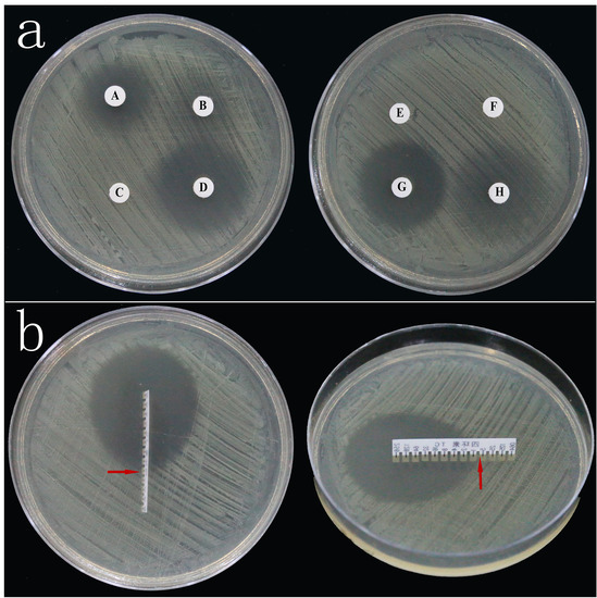 Optimizing Suitable Antibiotics for Bacterium Control in ...