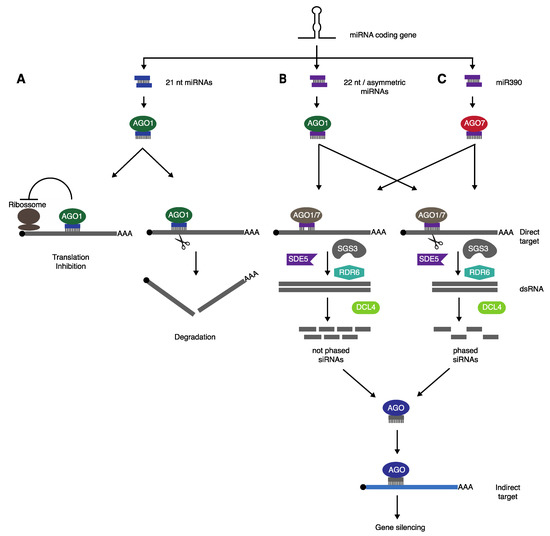 Gene Regulation Mediated by microRNA-Triggered Secondary Small RNAs in ...