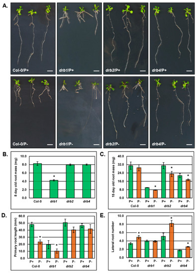 DRB1, DRB2 and DRB4 Are Required for Appropriate Regulation of the ...