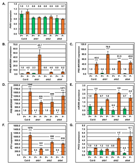 DRB1, DRB2 and DRB4 Are Required for Appropriate Regulation of the ...